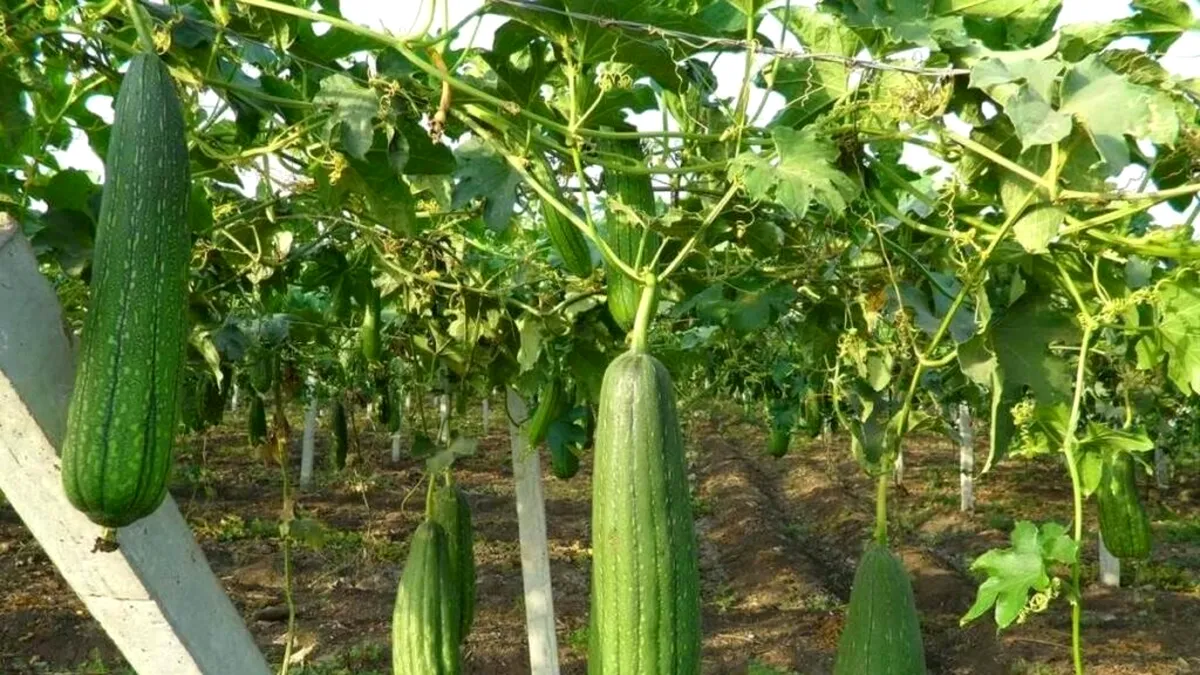 Leguma din Uzbekistan, care face furori în România. Este mai mult decât ...