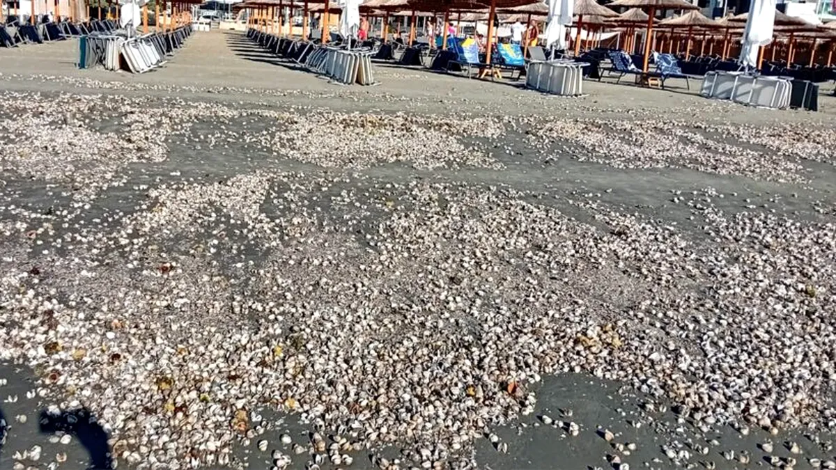 Alertă la Marea Neagră: Apa are miros de cadavru și este plină de ...